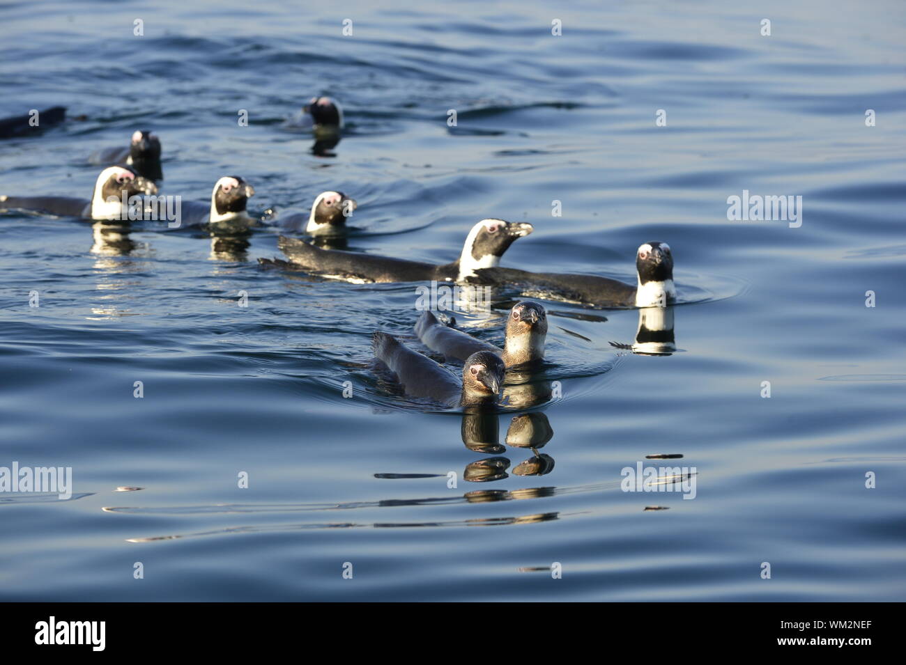 Black water bird of south africa hi-res stock photography and images ...