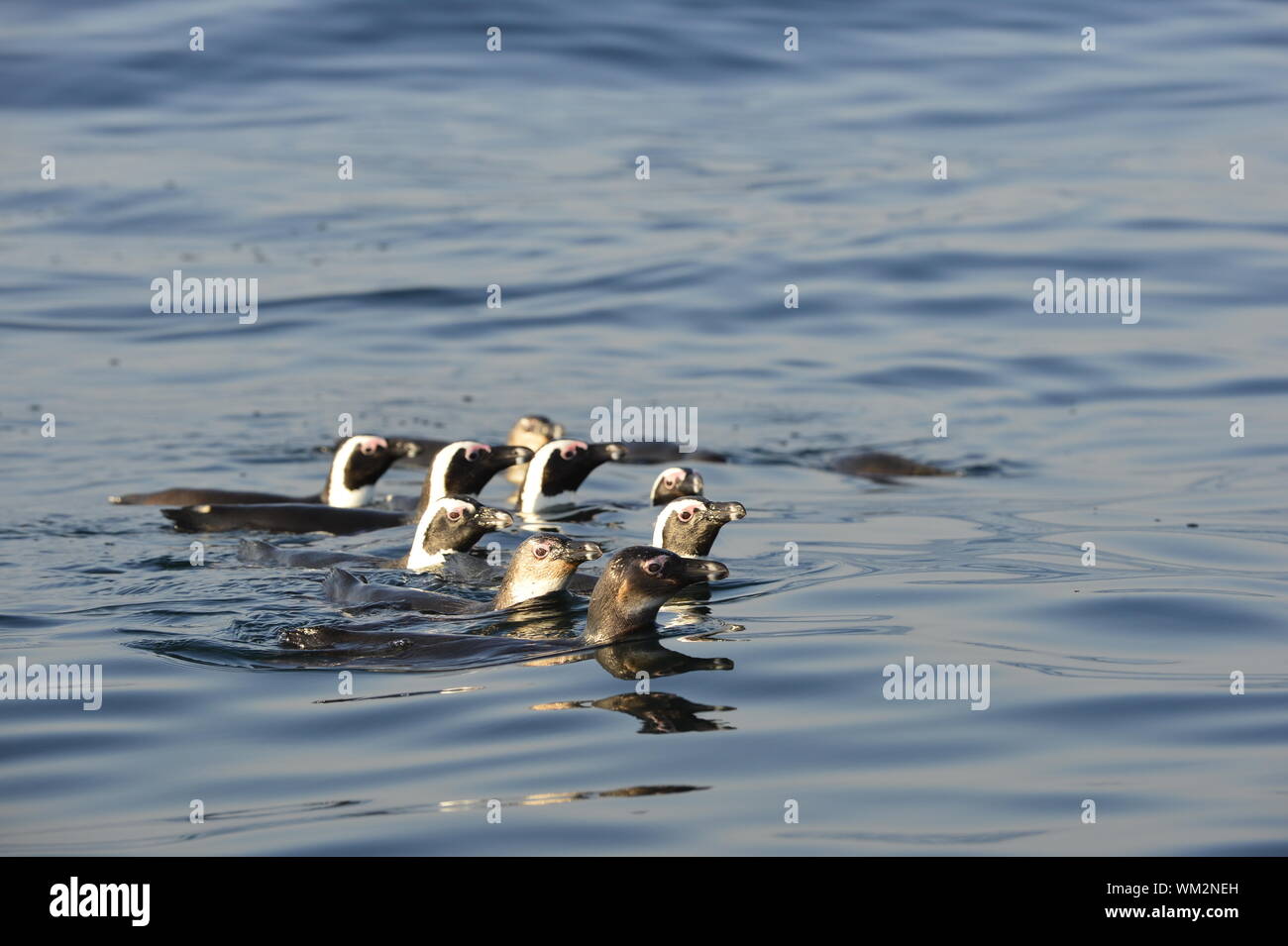 South african swimming bird hi-res stock photography and images - Alamy