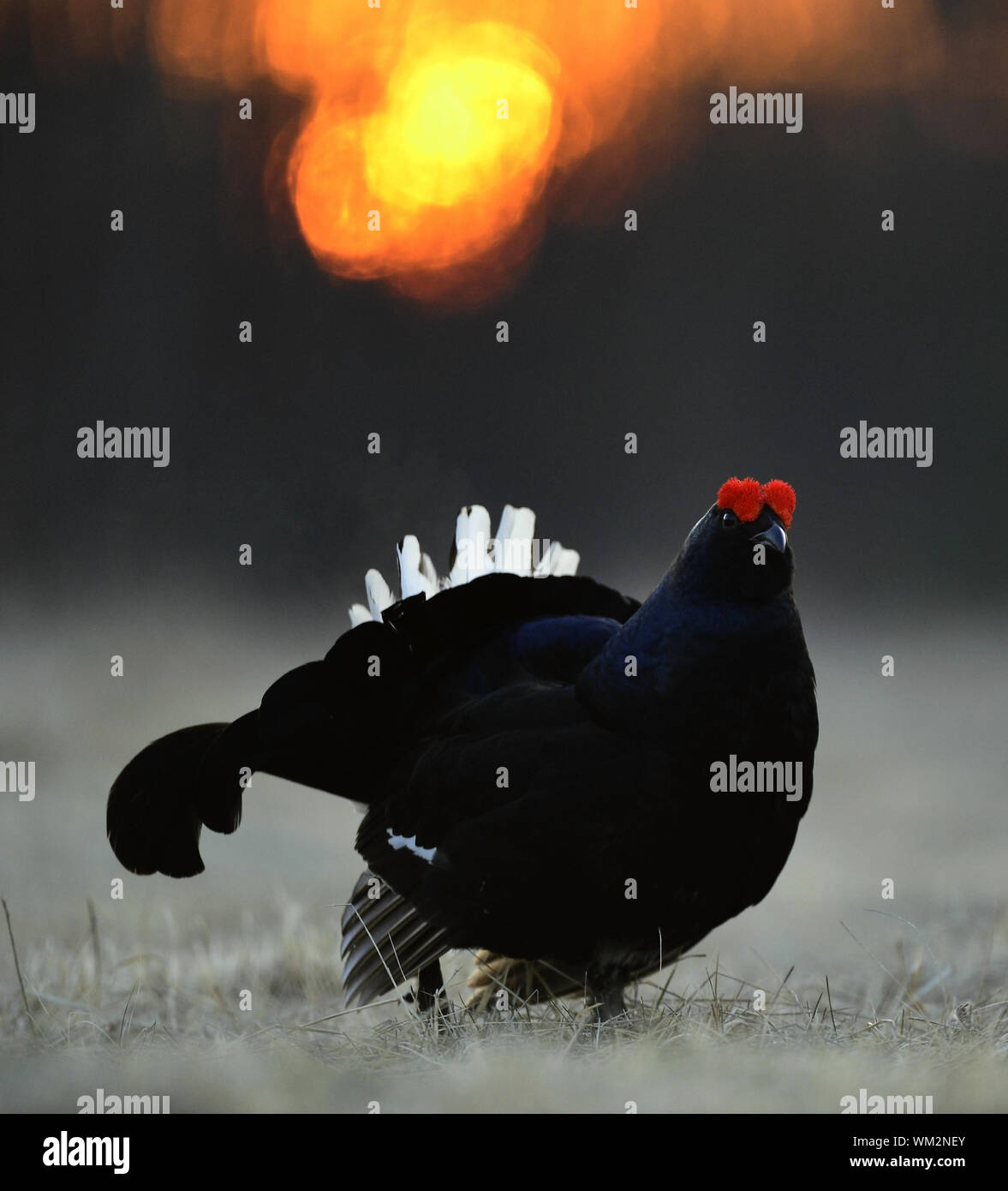 Lekking Black Grouse ( Lyrurus tetrix). Early morning. Sunrise Stock ...