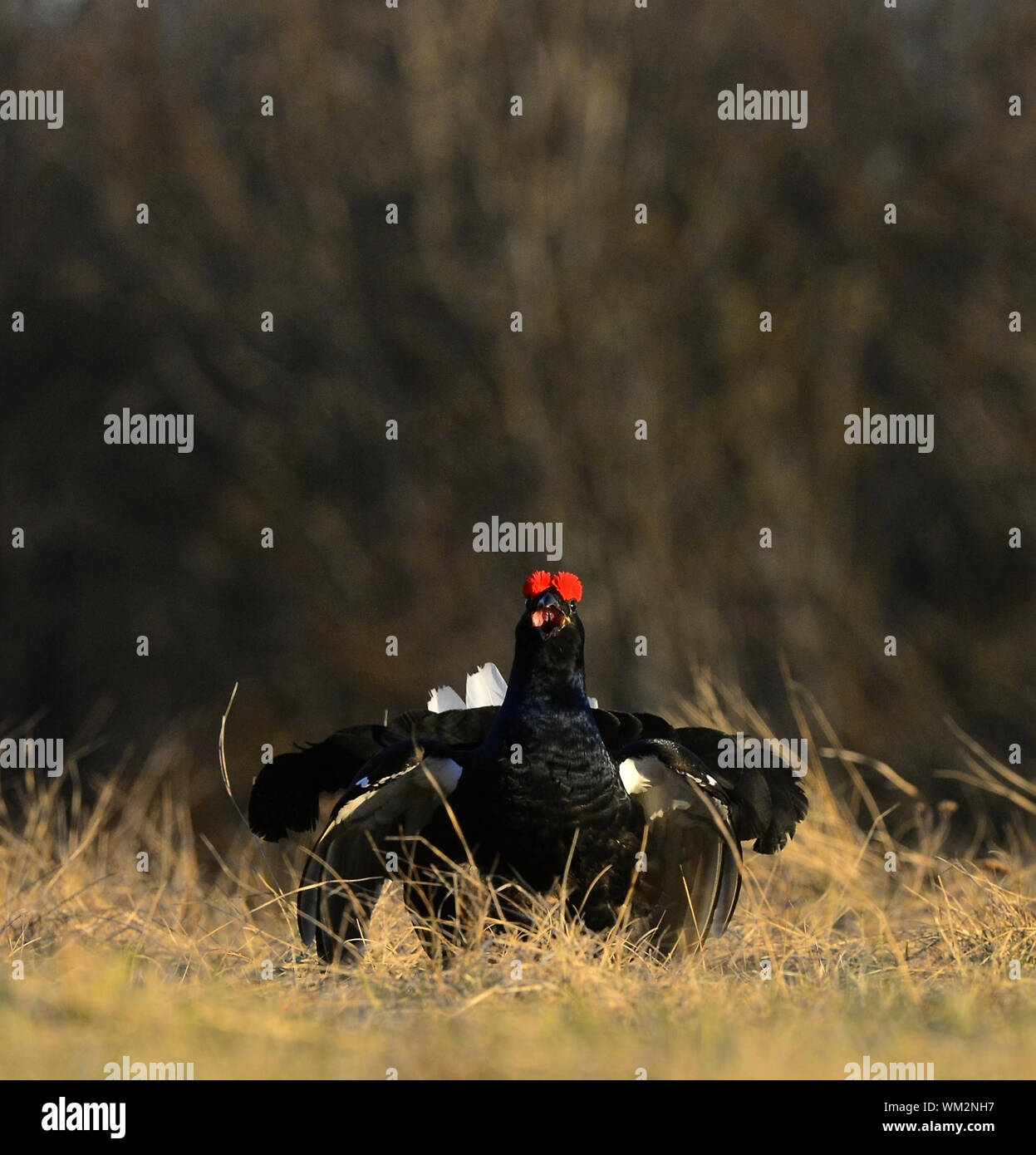 Lekking Black Grouse ( Lyrurus tetrix). Early morning. Sunrise Stock ...
