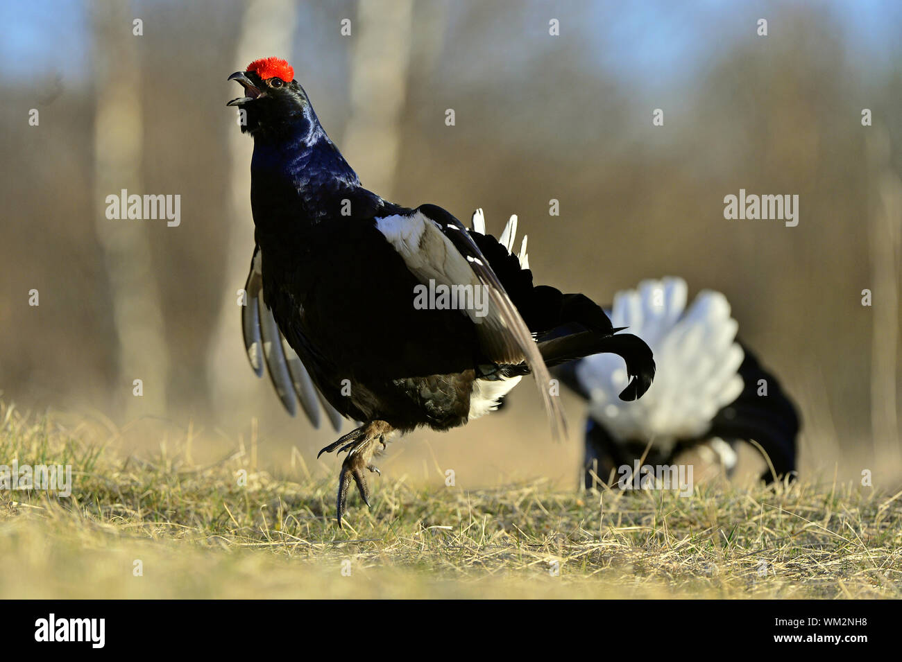 Lekking Black Grouse ( Lyrurus tetrix). Early morning. Sunrise Stock ...