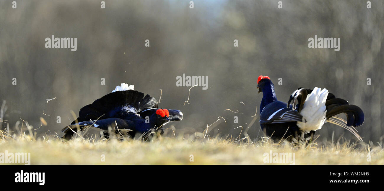 Lekking Black Grouse ( Lyrurus tetrix). Early morning. Sunrise Stock ...