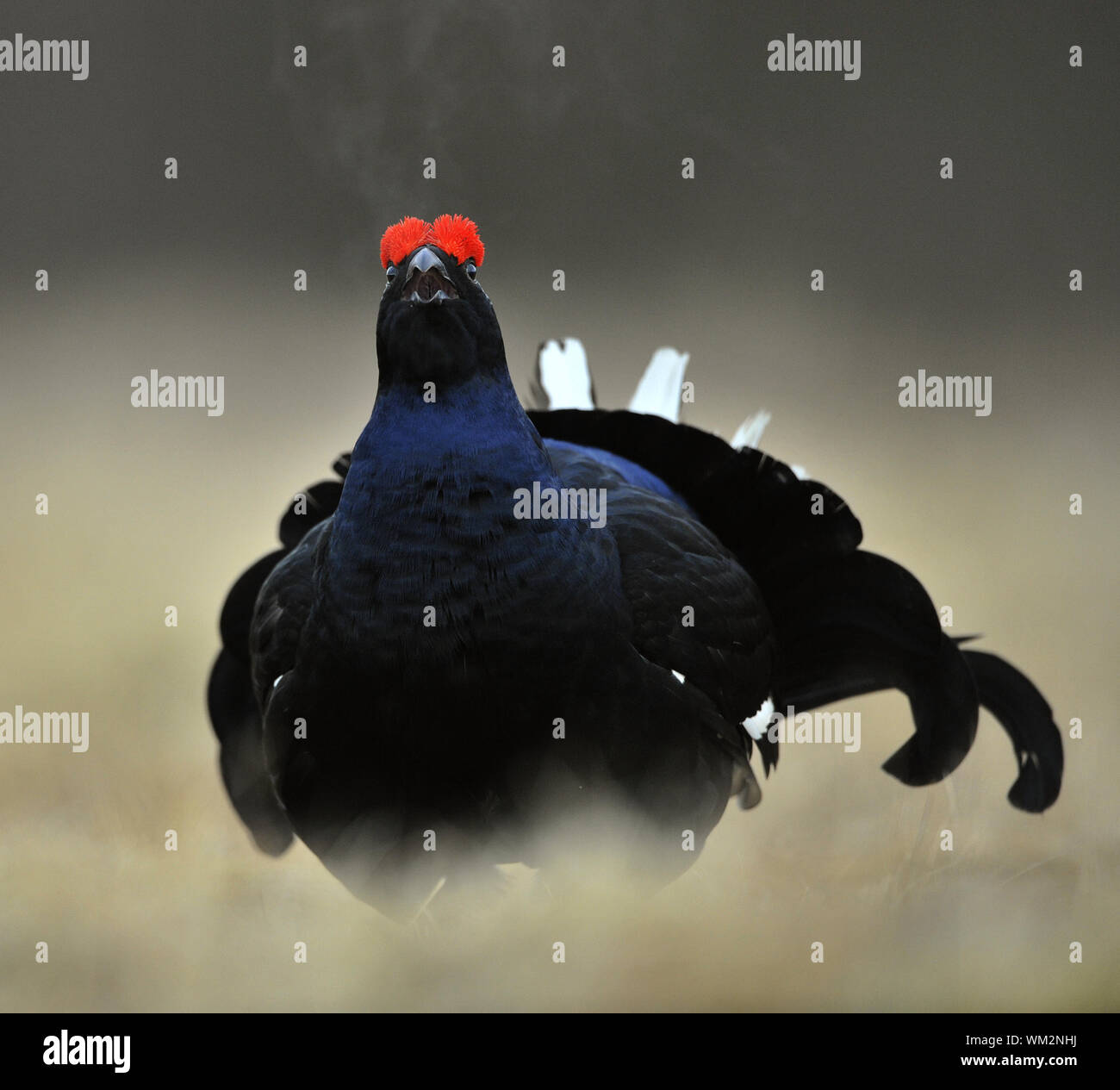 Lekking Black Grouse ( Lyrurus tetrix). Early morning. Sunrise Stock ...