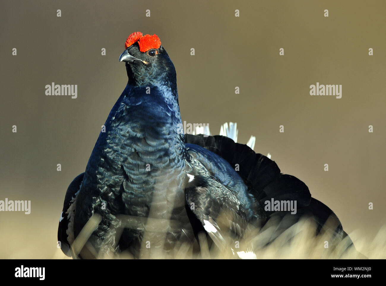 Lekking Black Grouse ( Lyrurus tetrix). Early morning. Sunrise Stock ...
