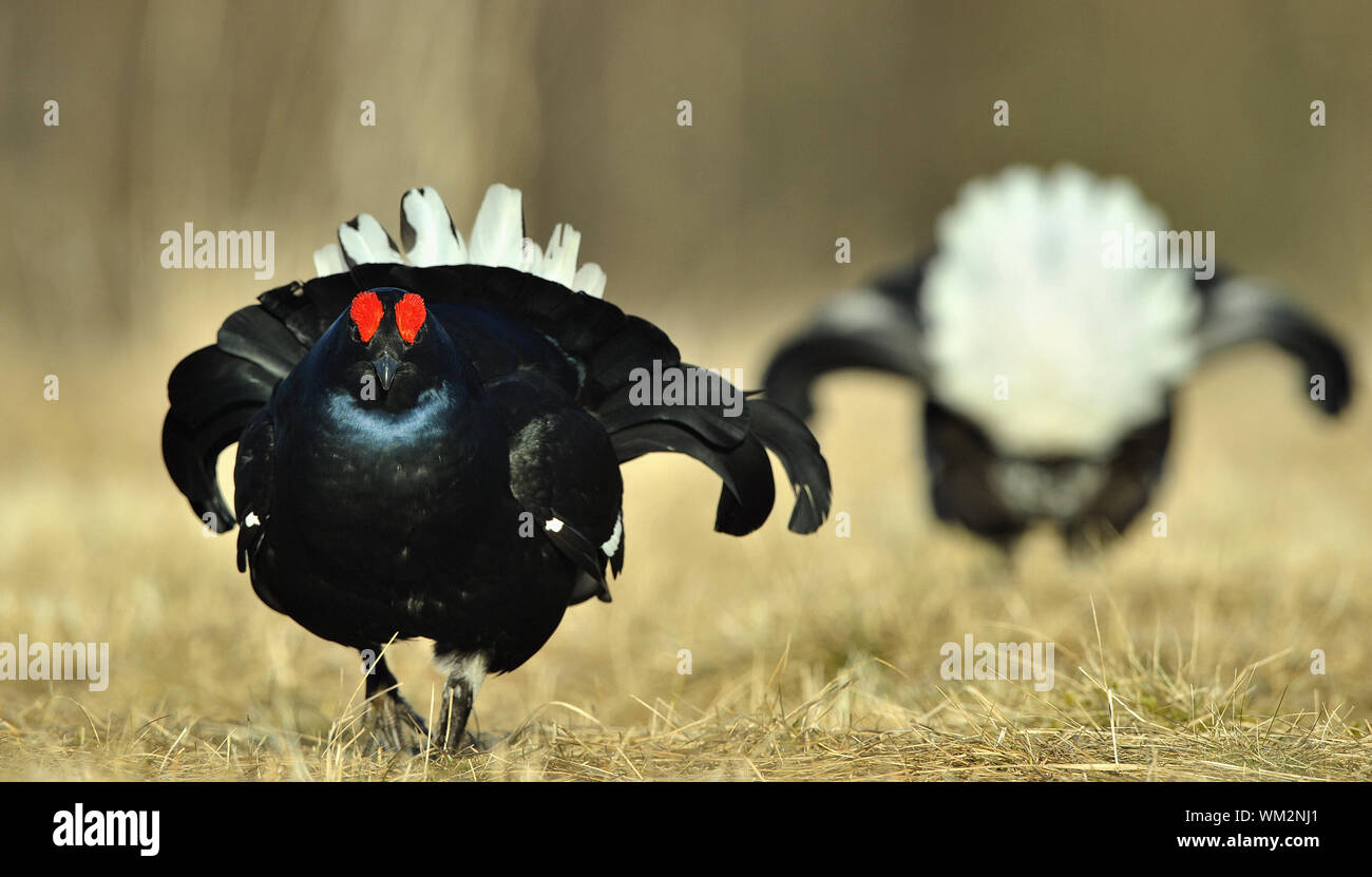 Lekking Black Grouse ( Lyrurus tetrix). Early morning. Sunrise Stock ...