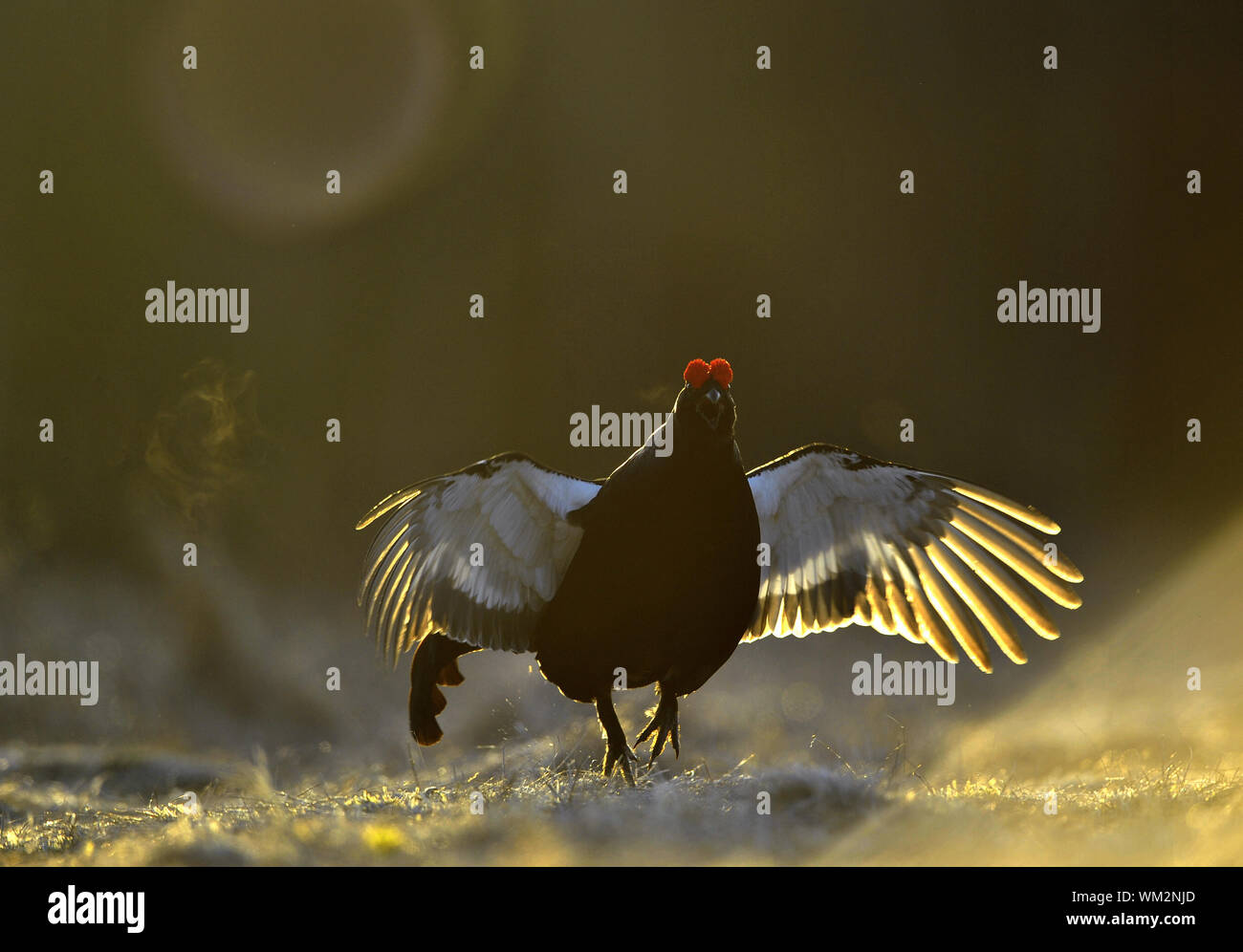 Lekking Black Grouse ( Lyrurus tetrix). Early morning. Sunrise Stock ...