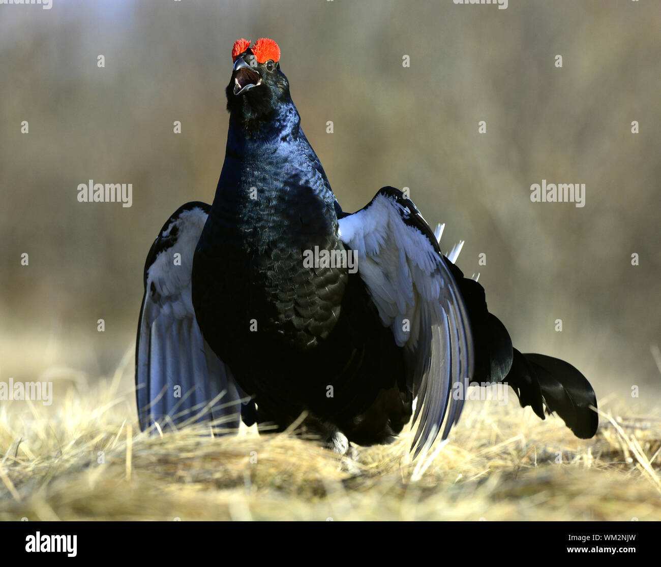 Lekking Black Grouse ( Lyrurus tetrix). Early morning. Sunrise Stock ...