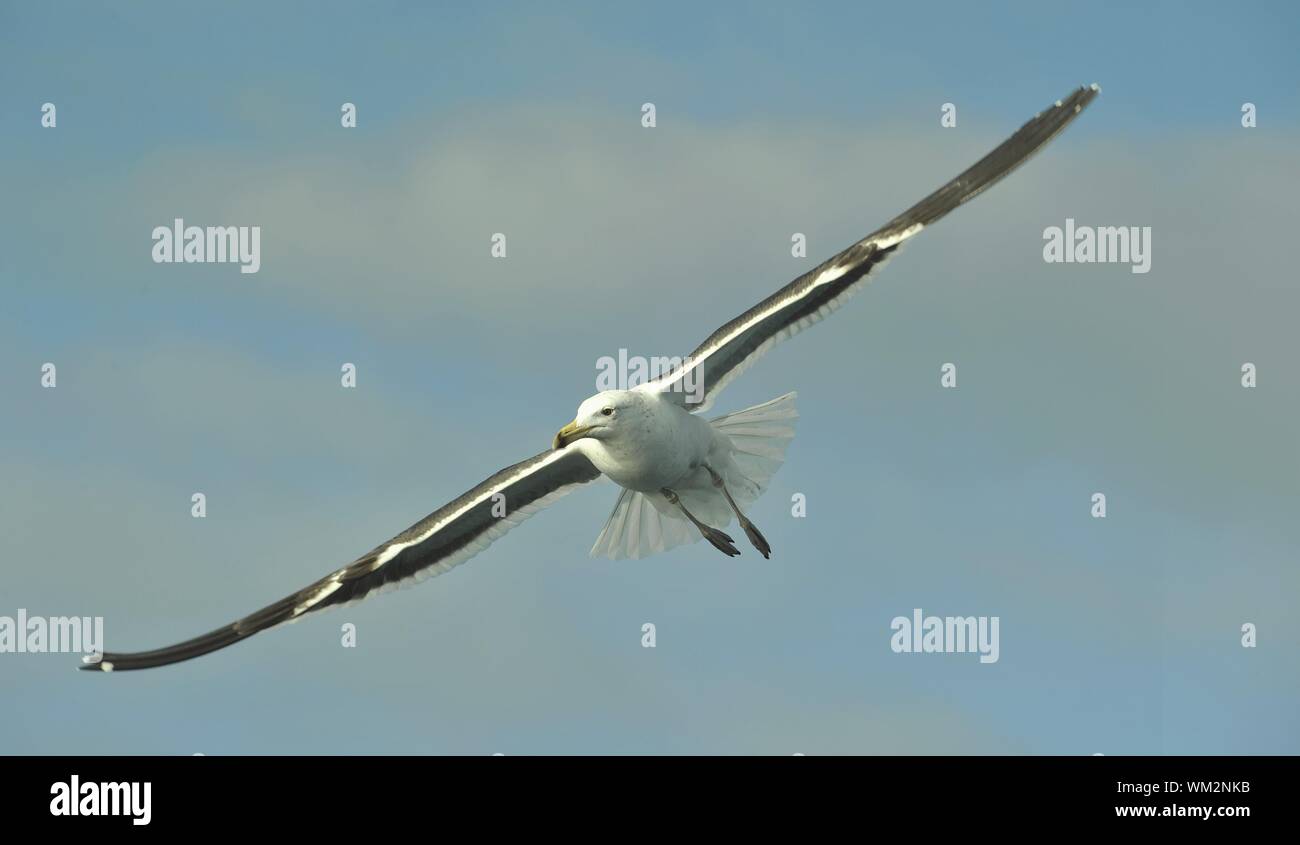 Flying kelp gull (Larus dominicanus), also known as the Dominican gul ...