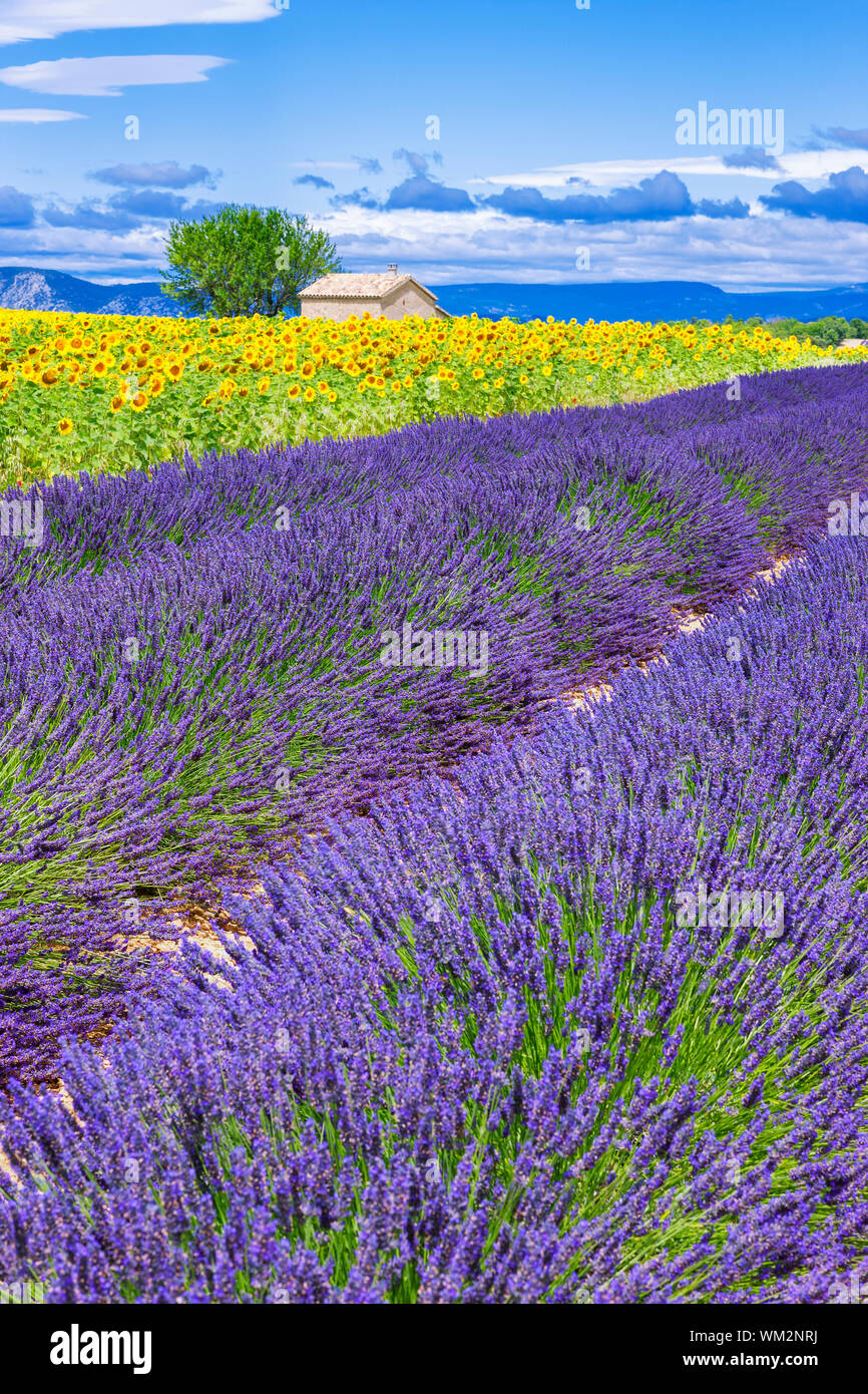 Beautiful landscape with sunflower and lavender field, France Stock ...