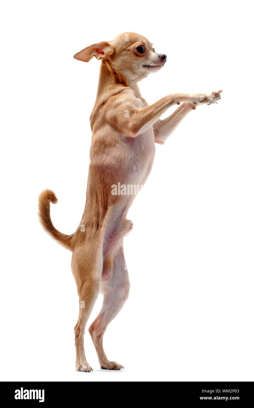 portrait of a cute purebred chihuahua standing on his hind legs Stock ...