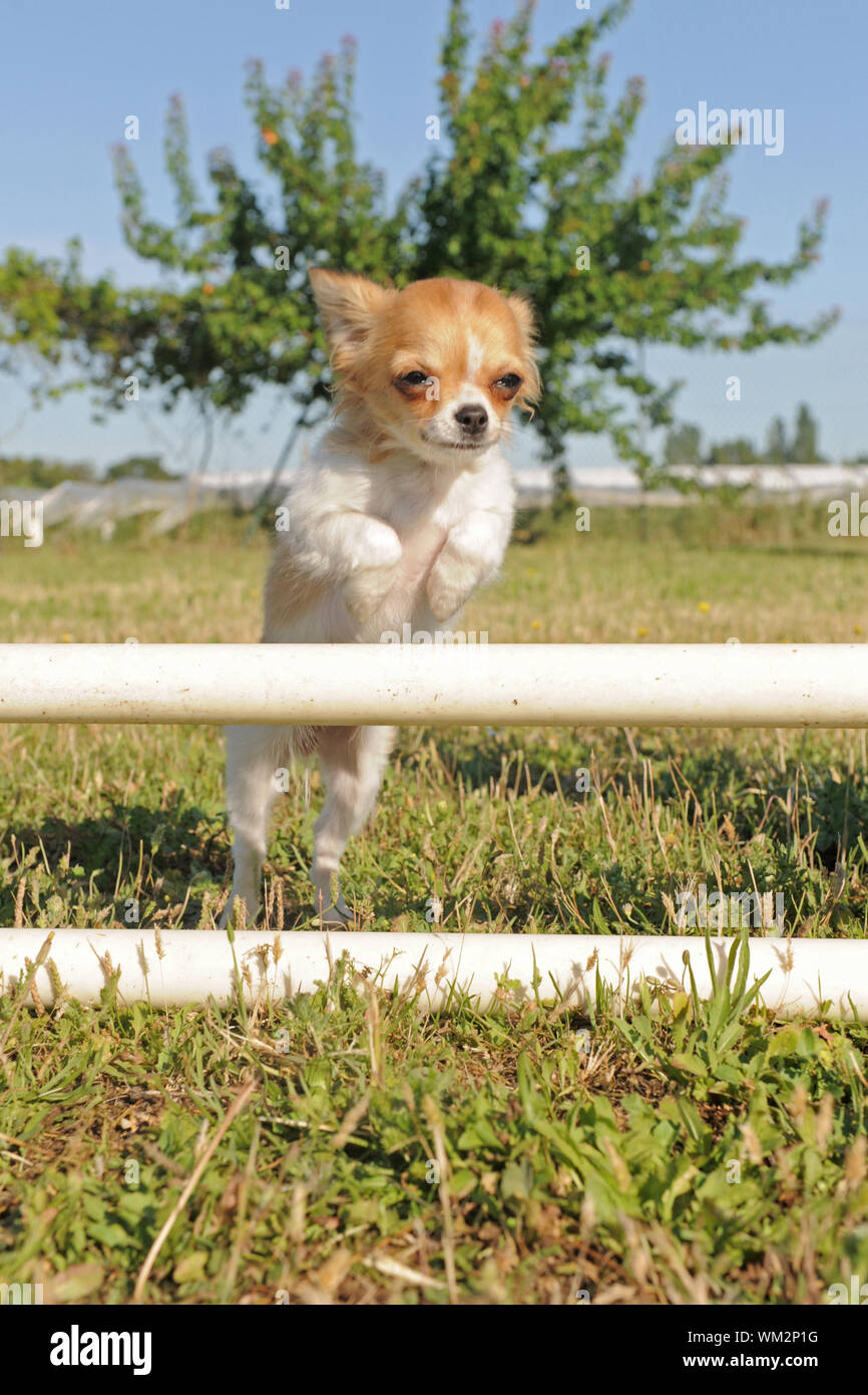portrait of a cute jumping puppy chihuahua Stock Photo - Alamy
