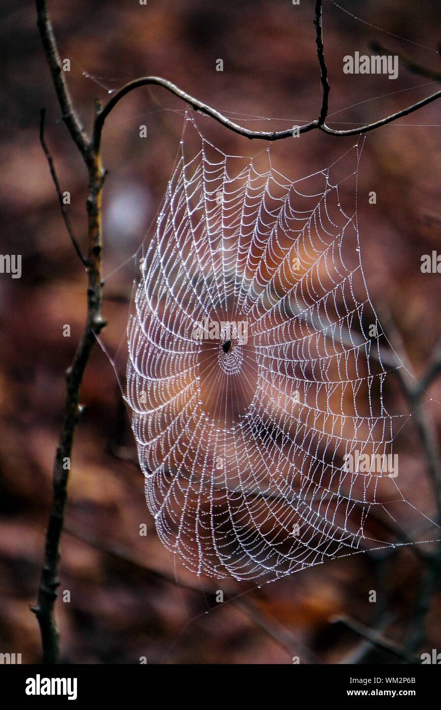 Branch and web spider hi-res stock photography and images - Alamy