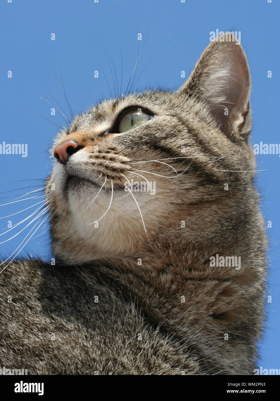 Tabby cat against blue hi-res stock photography and images - Alamy