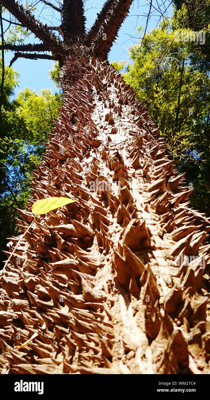 Kapok tree trunk hi-res stock photography and images - Alamy
