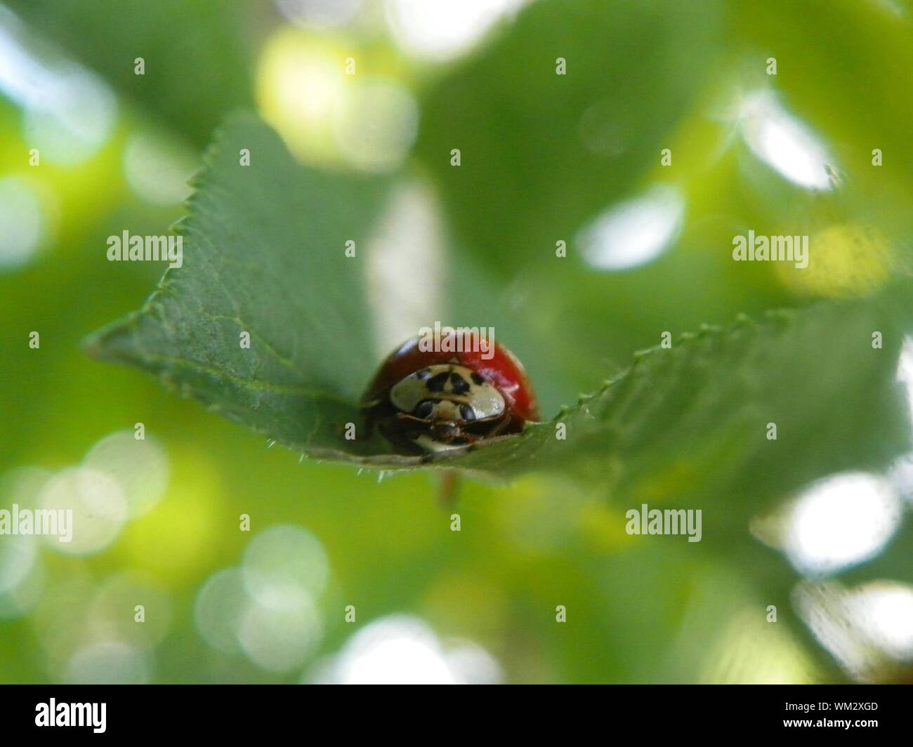 Ladybug antenna hi-res stock photography and images - Alamy