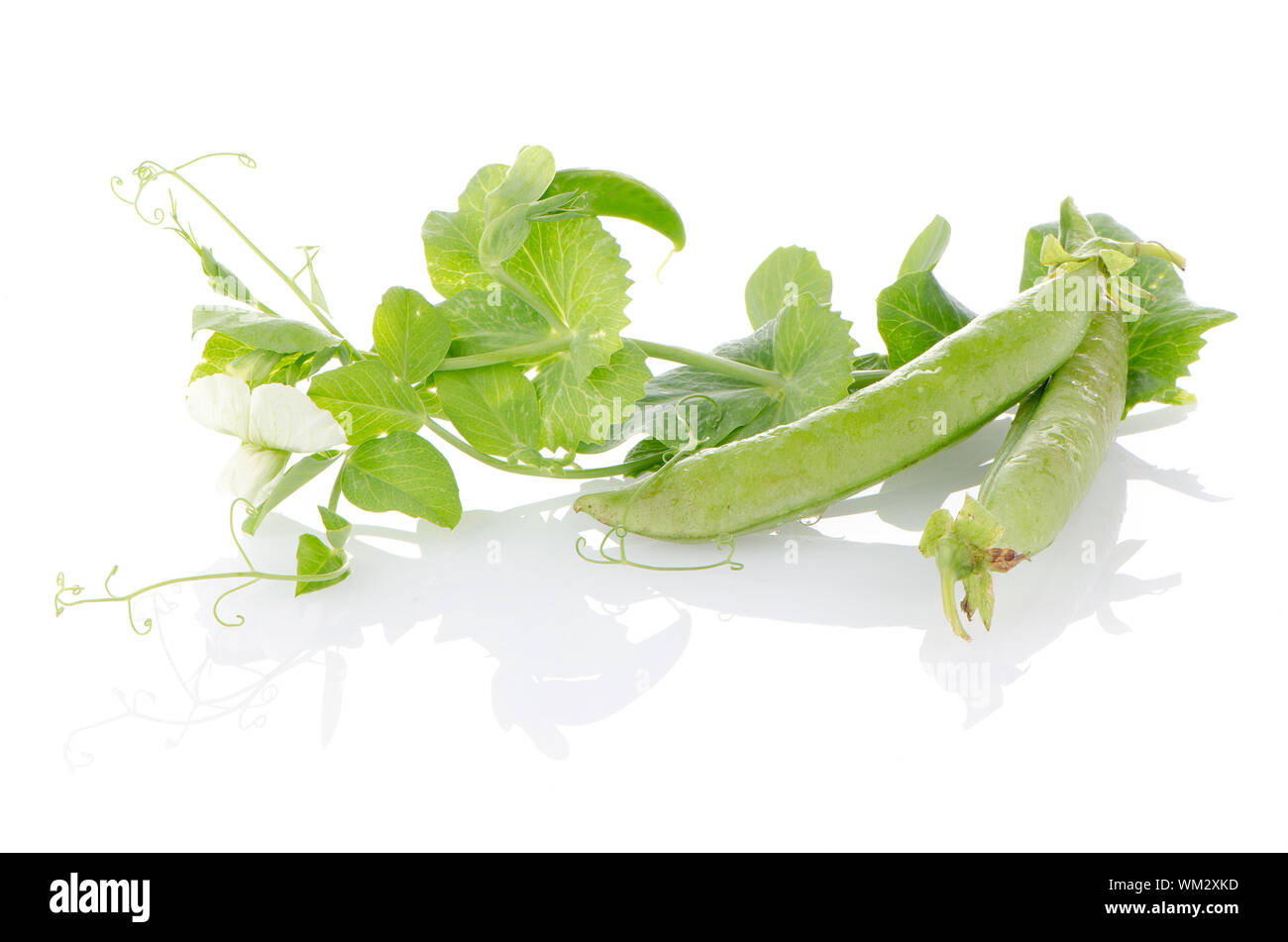 Fresh green pea pod on white background Stock Photo - Alamy