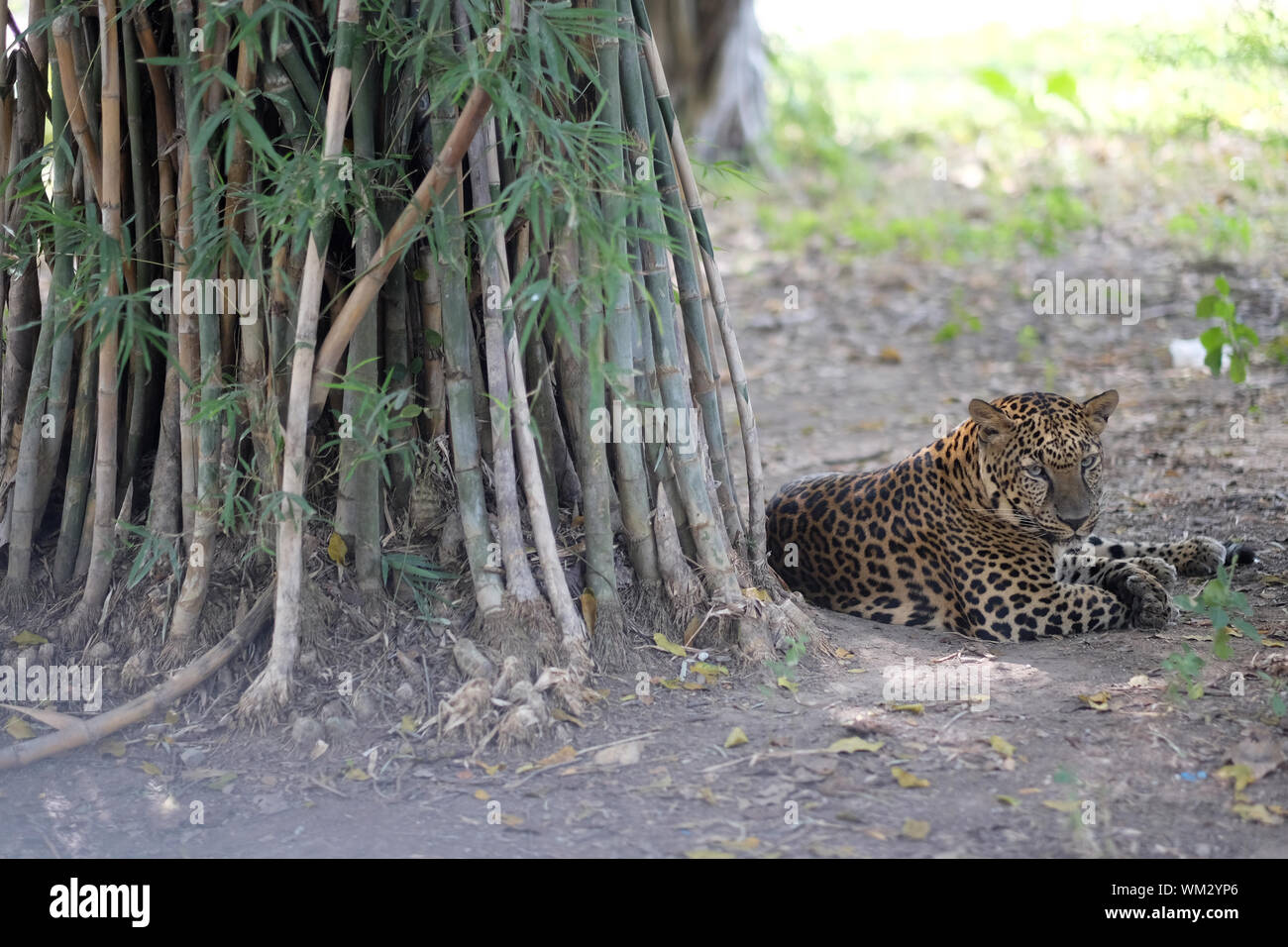 Cheetah sitting in tree hi-res stock photography and images - Alamy