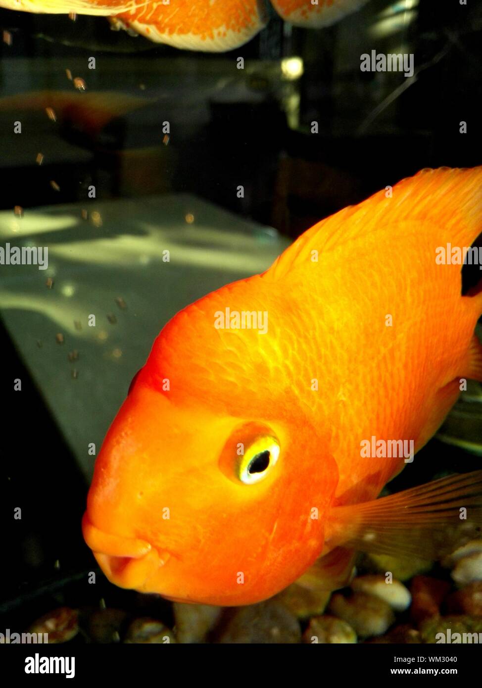 Goldfish Tank High Resolution Stock Photography and Images - Alamy