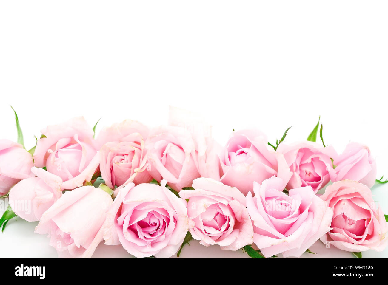 Beautiful pink rose isolated on white background Stock Photo - Alamy