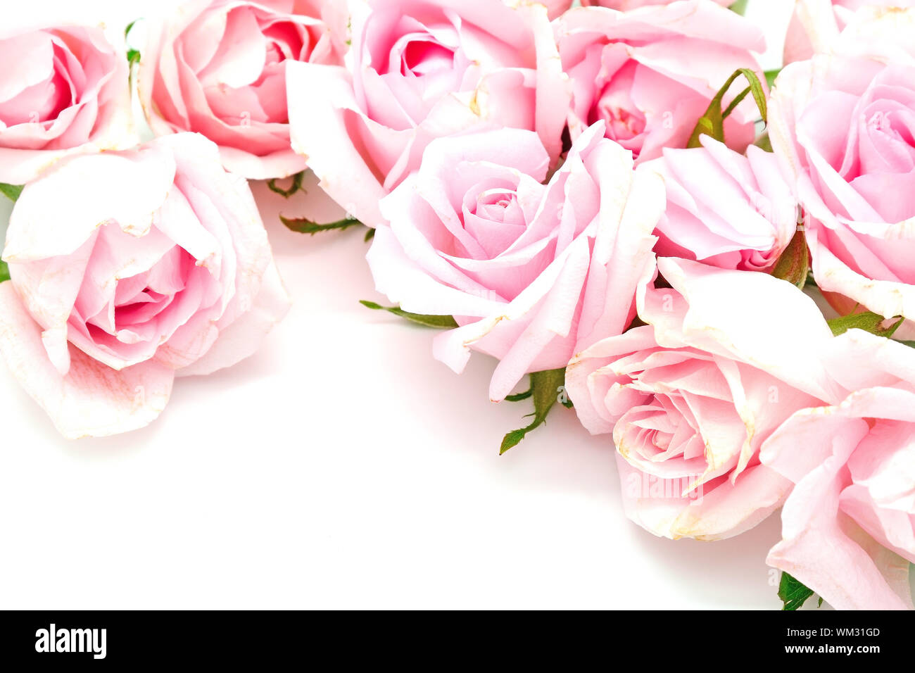 Beautiful pink rose isolated on white background Stock Photo - Alamy
