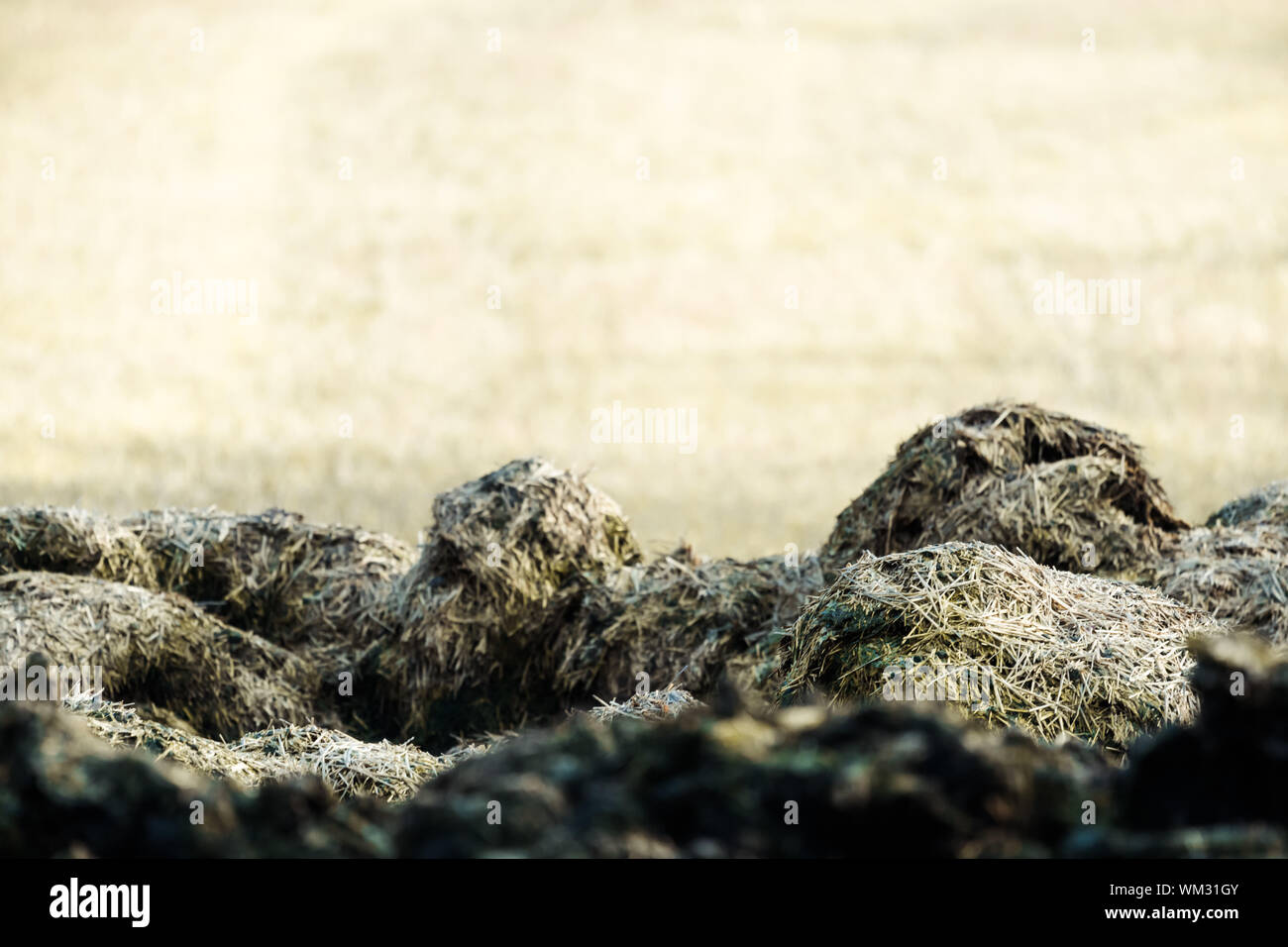 Cow Dung High Resolution Stock Photography and Images - Alamy