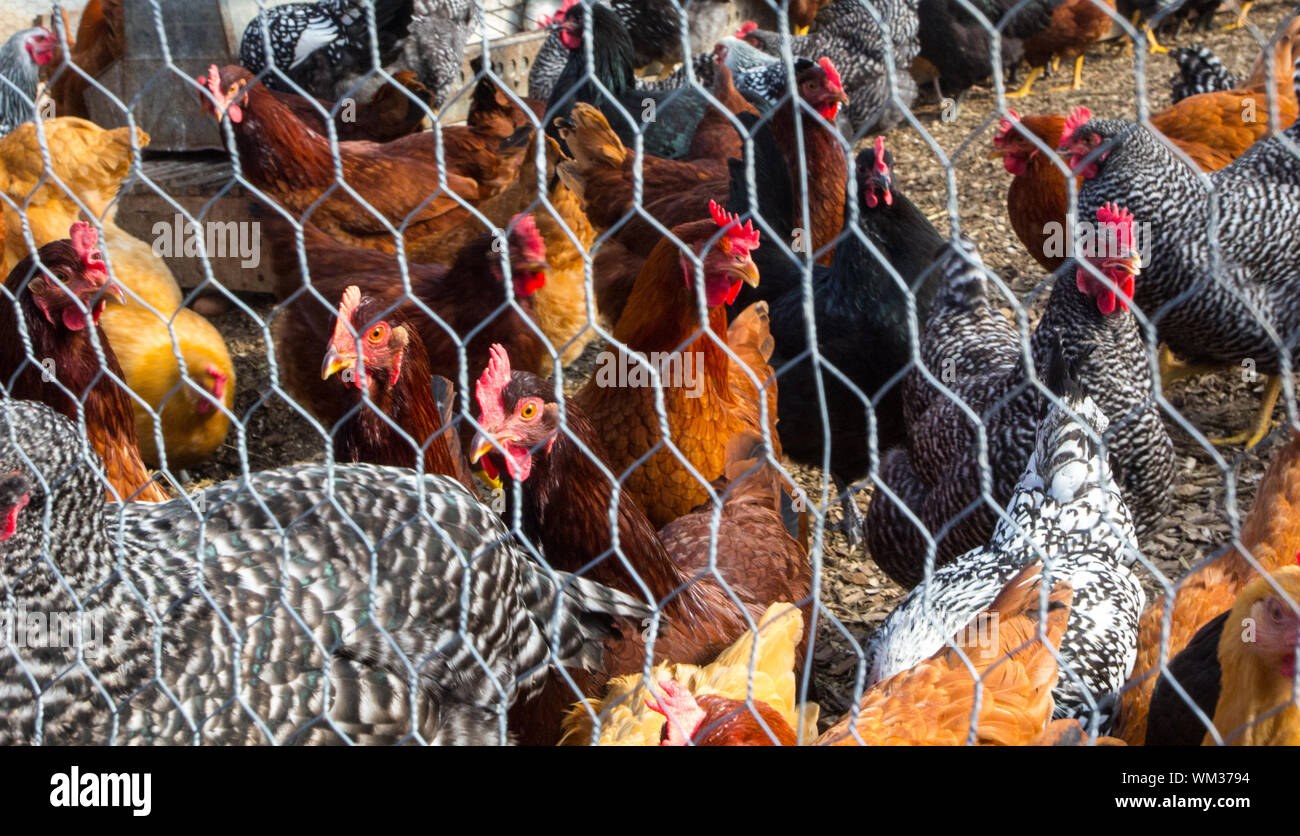 Chickens in pen hi-res stock photography and images - Alamy