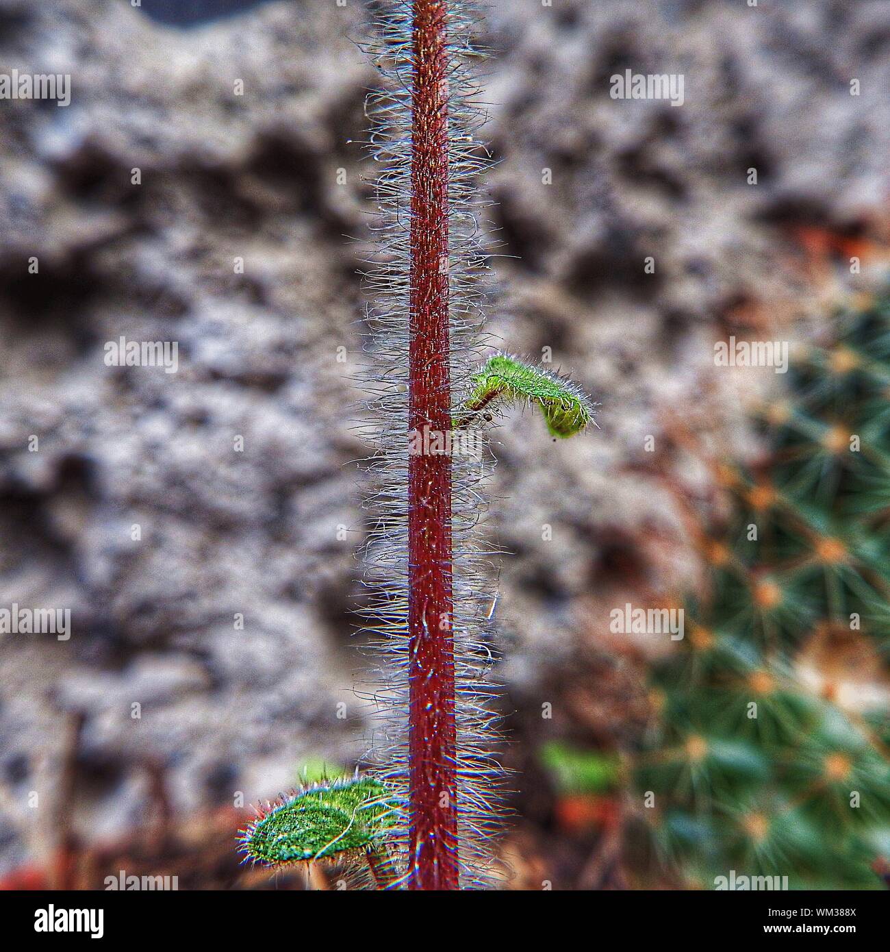 Thorny Stem High Resolution Stock Photography and Images - Alamy