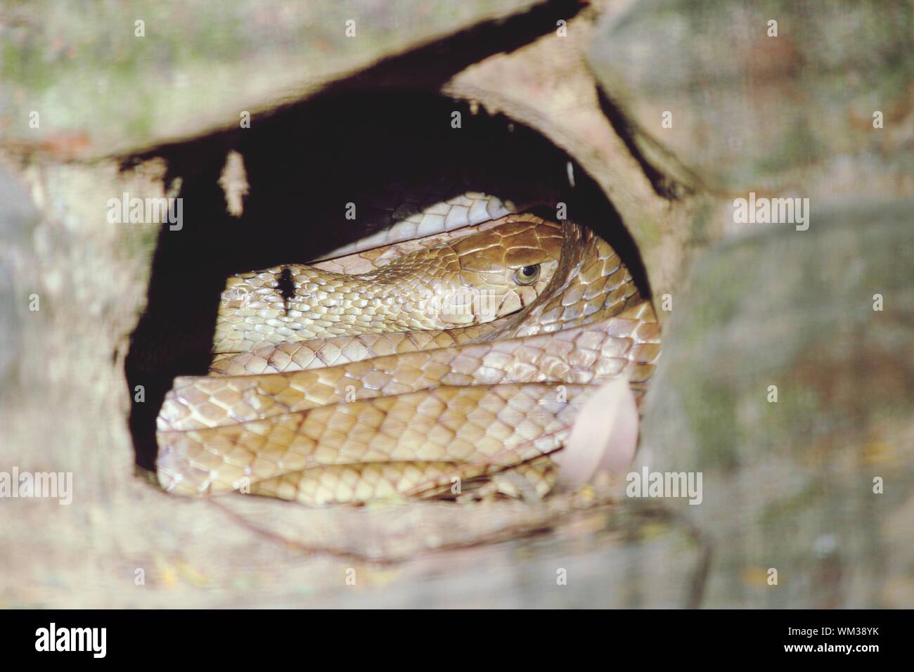 Hole of snake hi-res stock photography and images - Alamy
