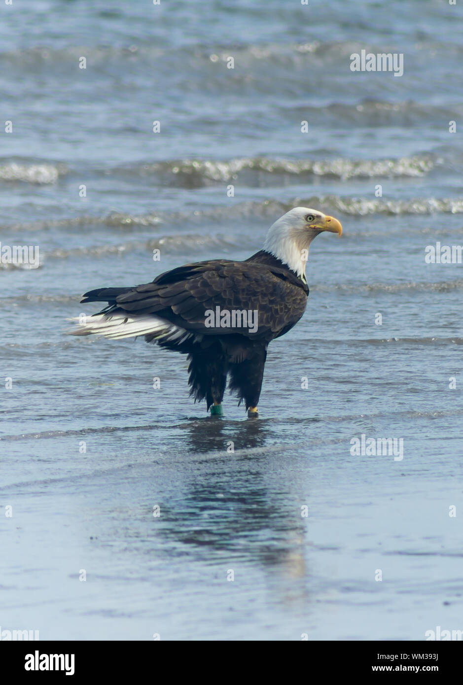 Bald Eagle In Shallow Water High Resolution Stock Photography and ...