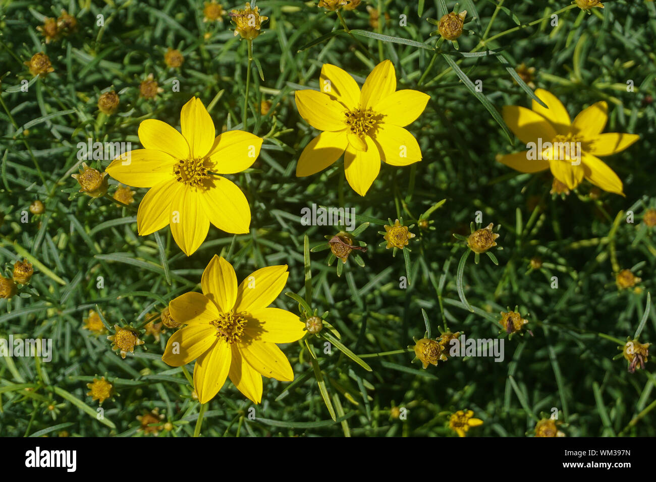 Threadleaf "Zagreb" (Coreopsis verticillata) is a North American ...