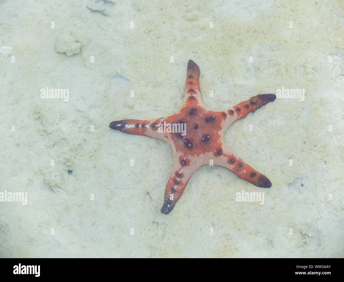 Beach sand starfish hi-res stock photography and images - Alamy