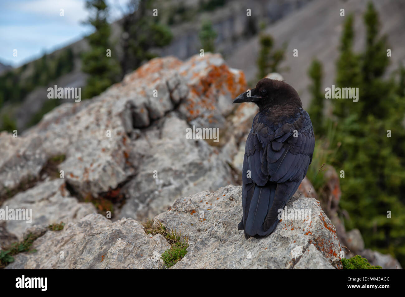Big Black Common Raven Bird is sitting on a rock on top of Mt Lady ...