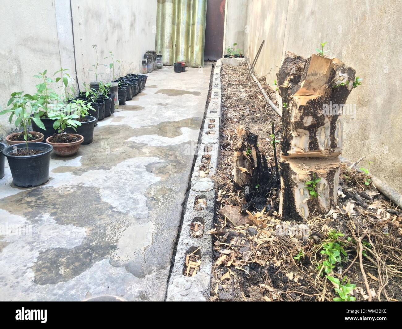 Tree stump and feature hi-res stock photography and images - Alamy