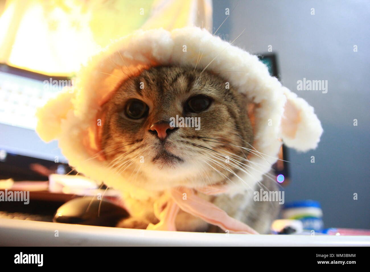 Cat with hat hi-res stock photography and images - Alamy