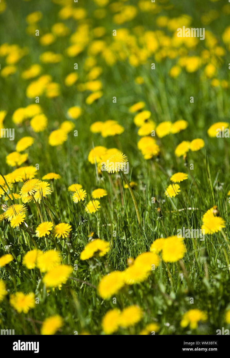 Dandelion on a field Stock Photo - Alamy