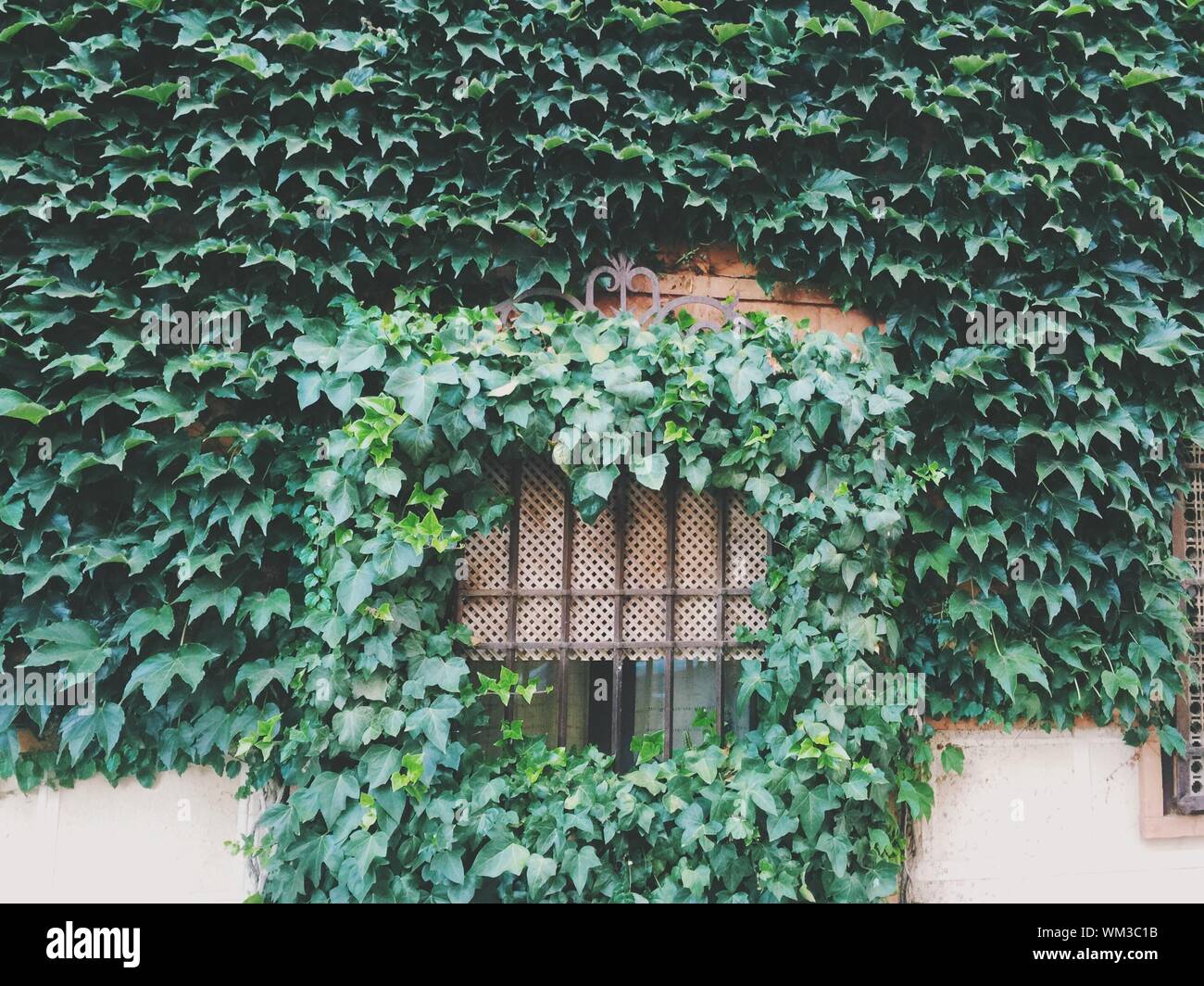 Ivy growing around window hi-res stock photography and images - Alamy