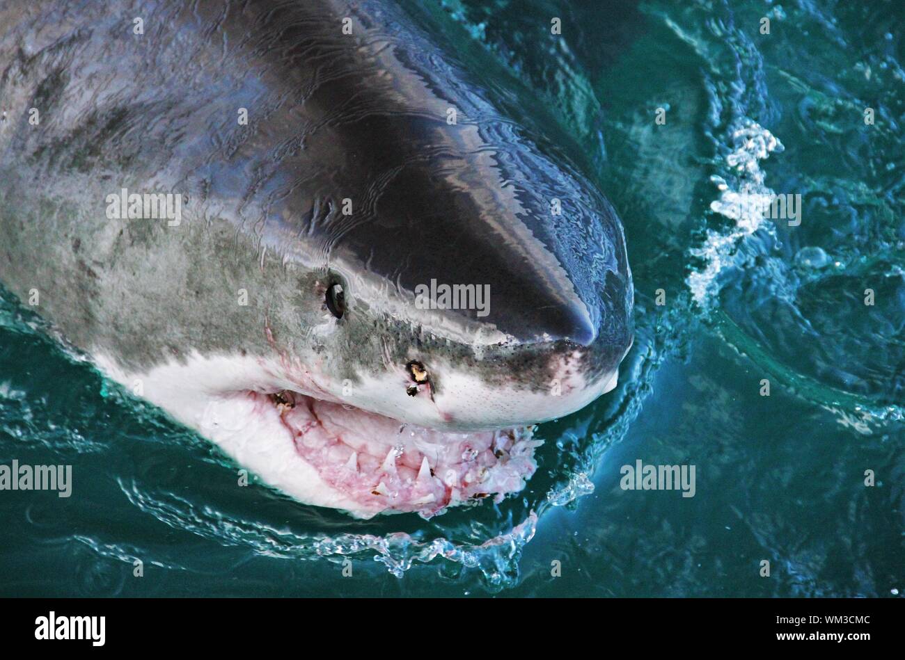 Shark water teeth hi-res stock photography and images - Alamy