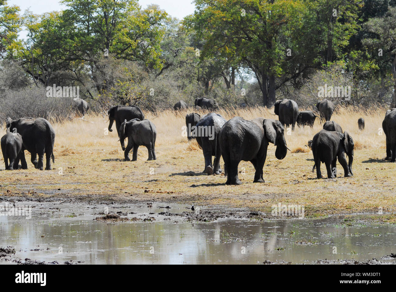 African pond hi-res stock photography and images - Alamy