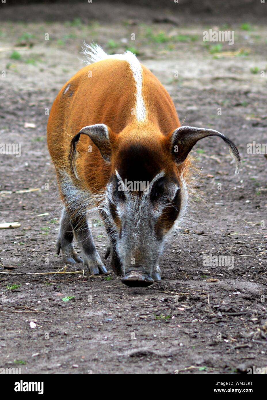 Forest Hog High Resolution Stock Photography and Images - Alamy
