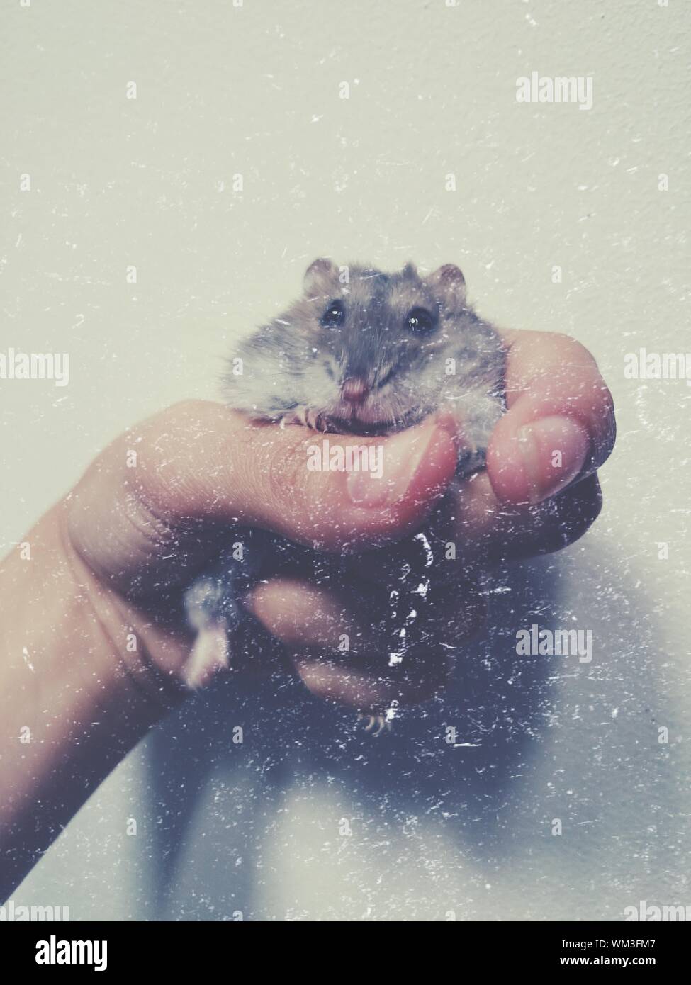 Hand holding hamster hi-res stock photography and images - Alamy
