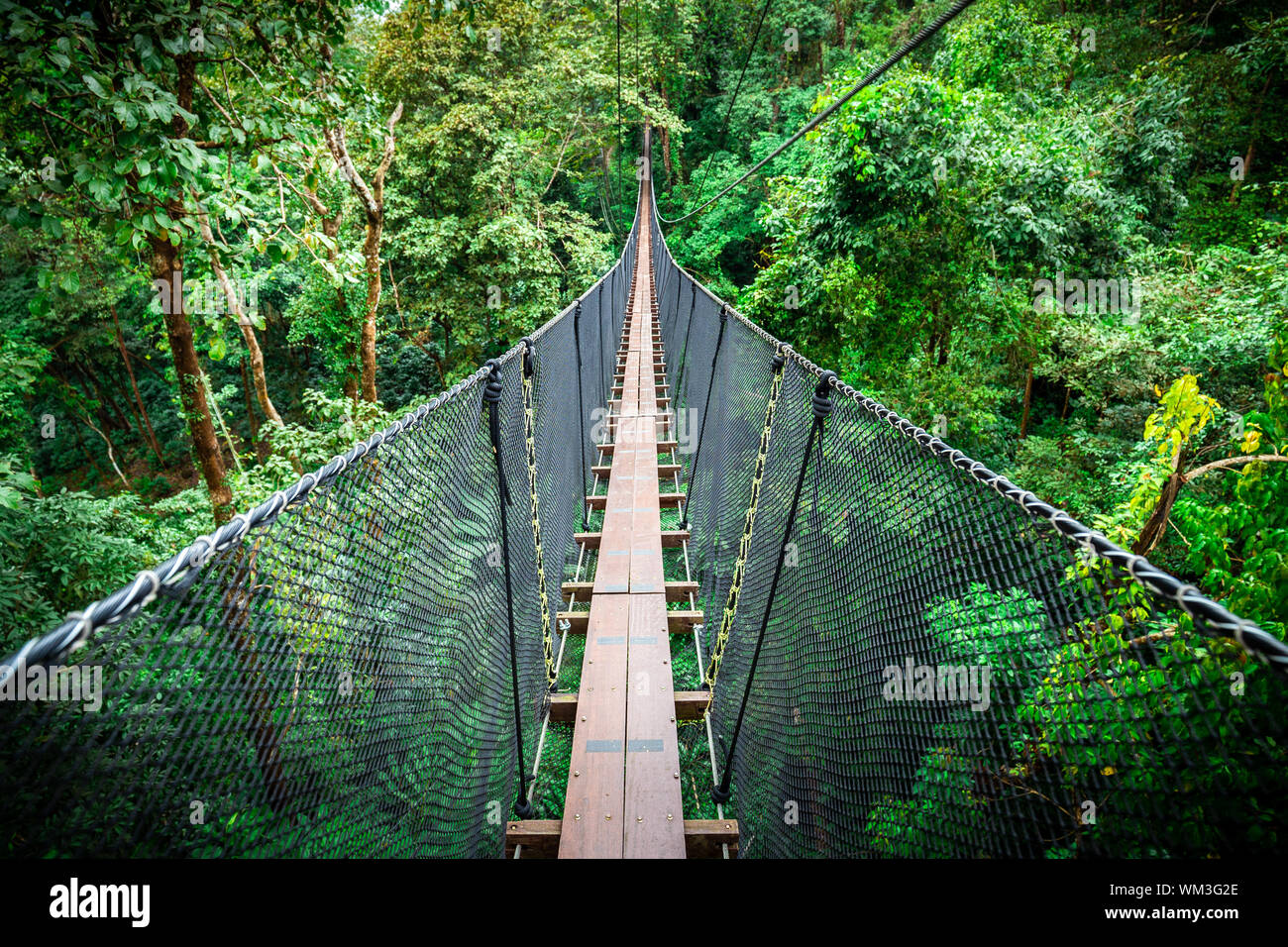 Wooden bridge over top of tree for adventure walking and sight seeing ...