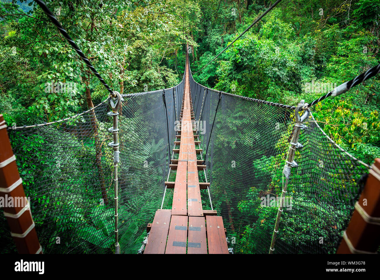 Wooden bridge over top of tree for adventure walking and sight seeing ...