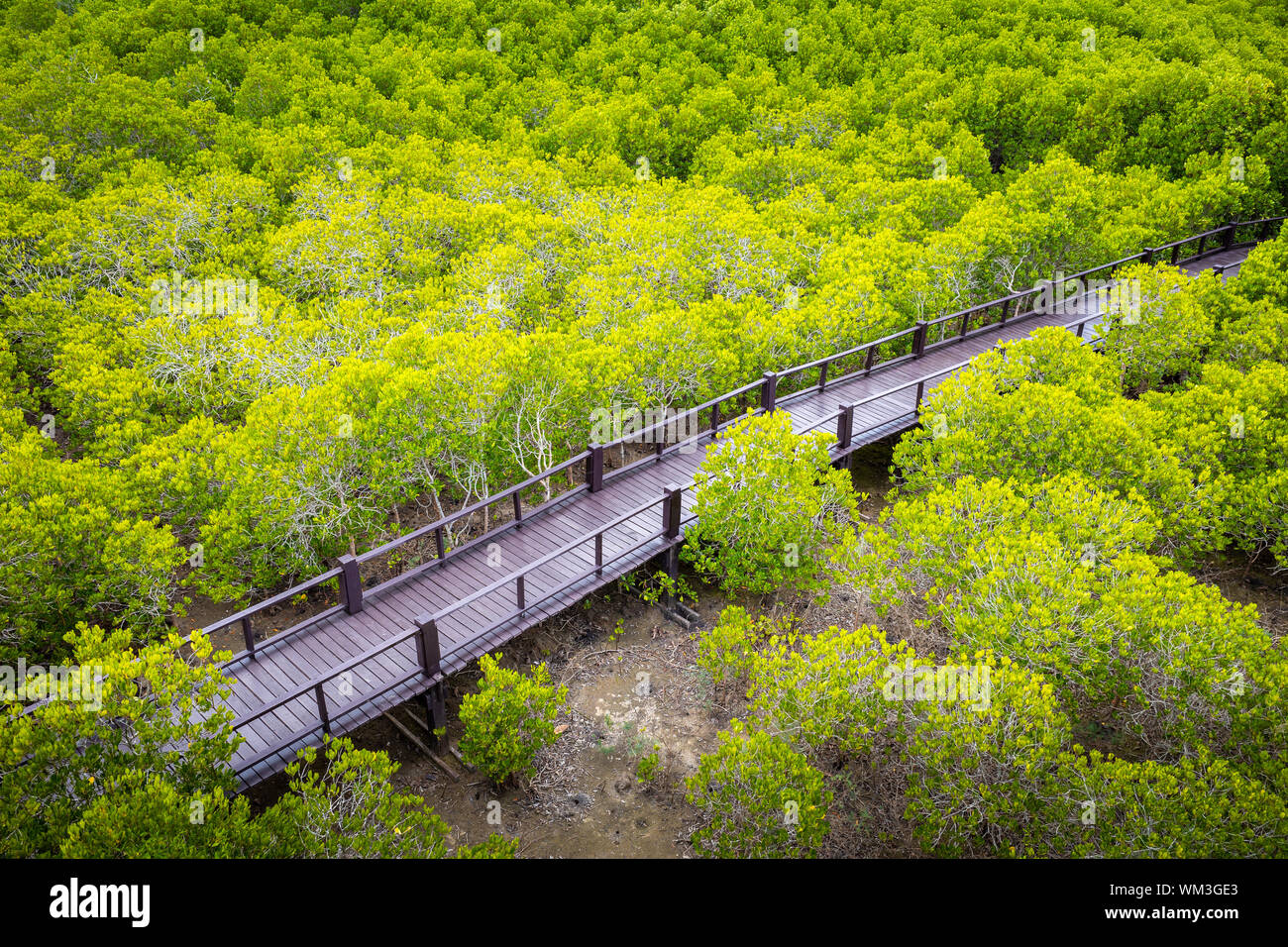 Aerial view over wooden walkway inside tropical mangrove forest Stock ...