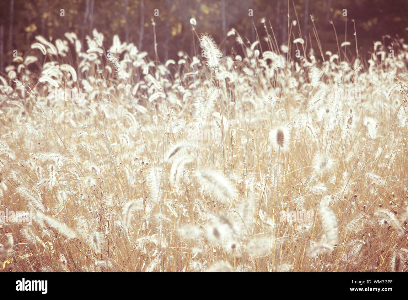 Field Grass Blowing in the Wind Stock Photo - Alamy