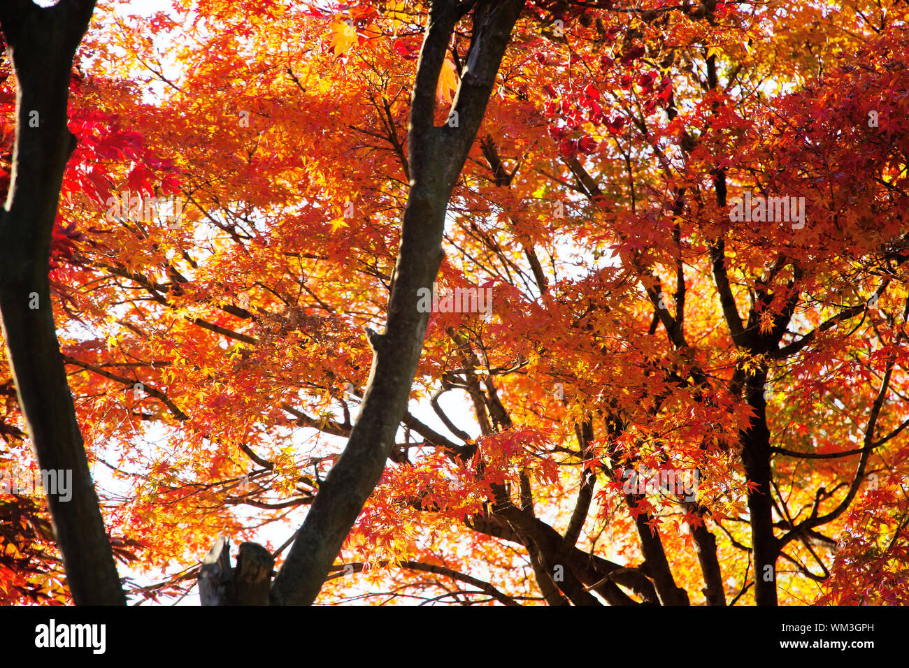 Branches of red acer palmatum in autumn Stock Photo - Alamy