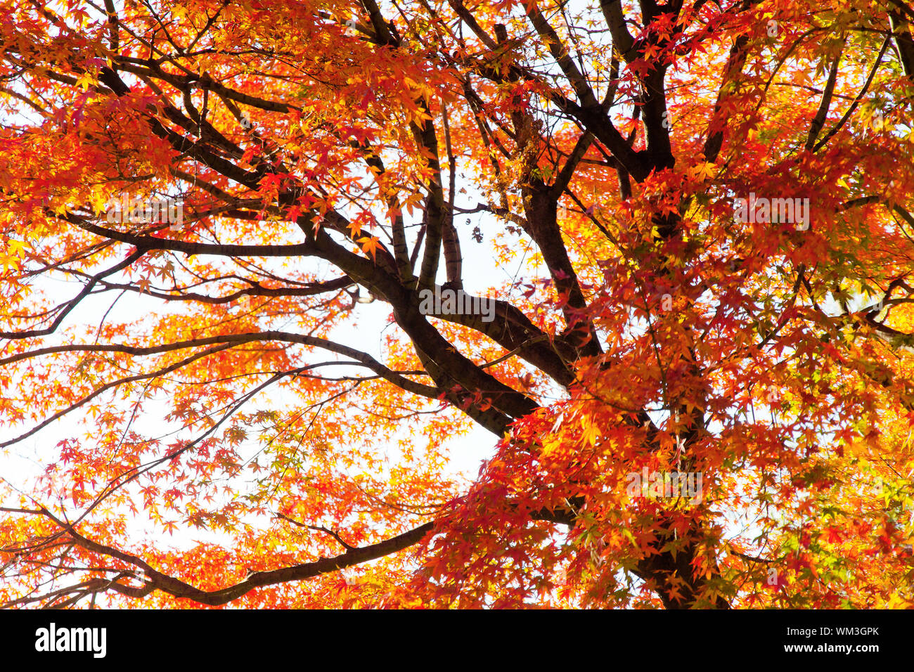 Branches of red acer palmatum in autumn Stock Photo - Alamy