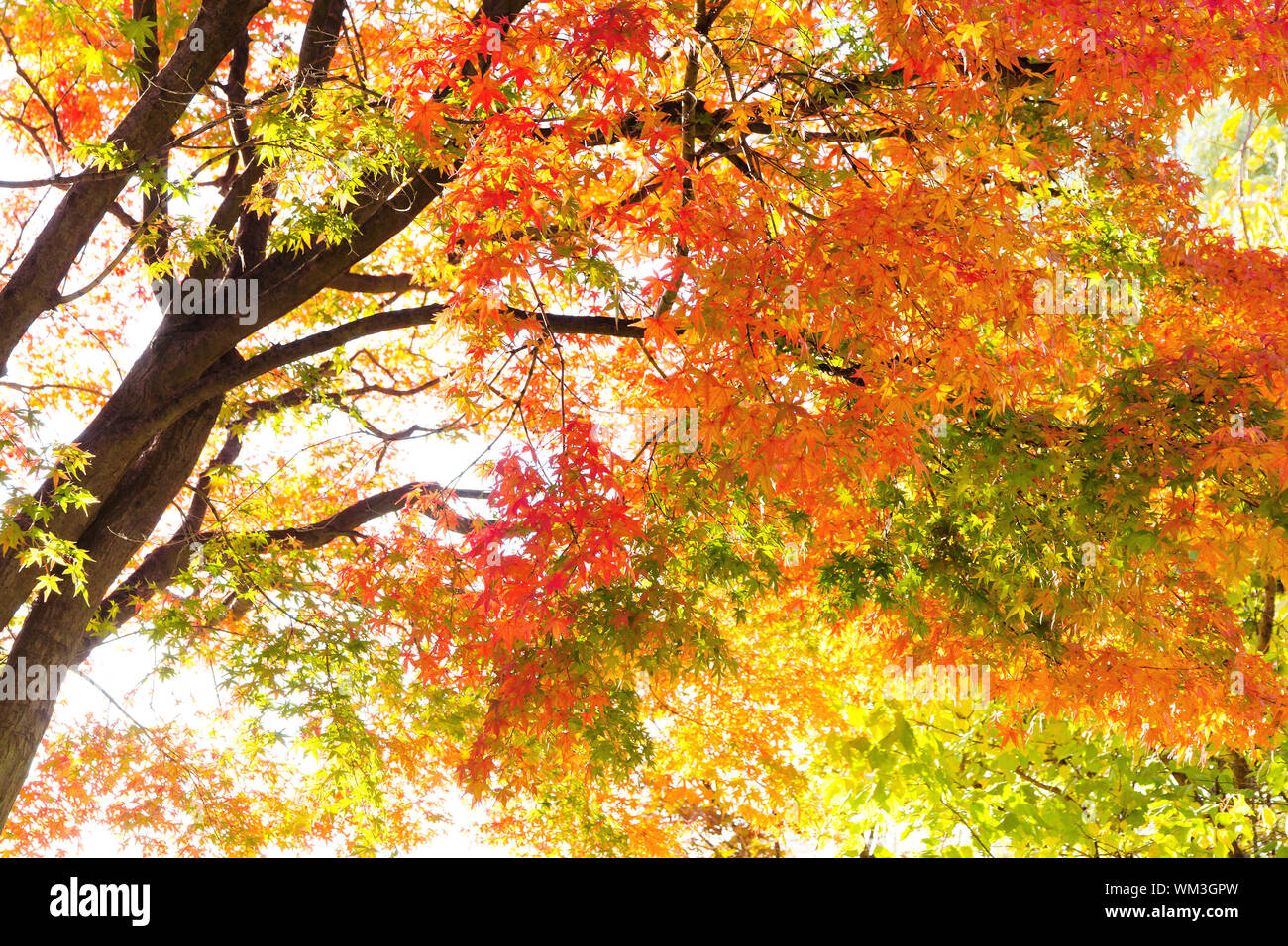 Colorful Autumn Leaves with Sunlight Stock Photo - Alamy