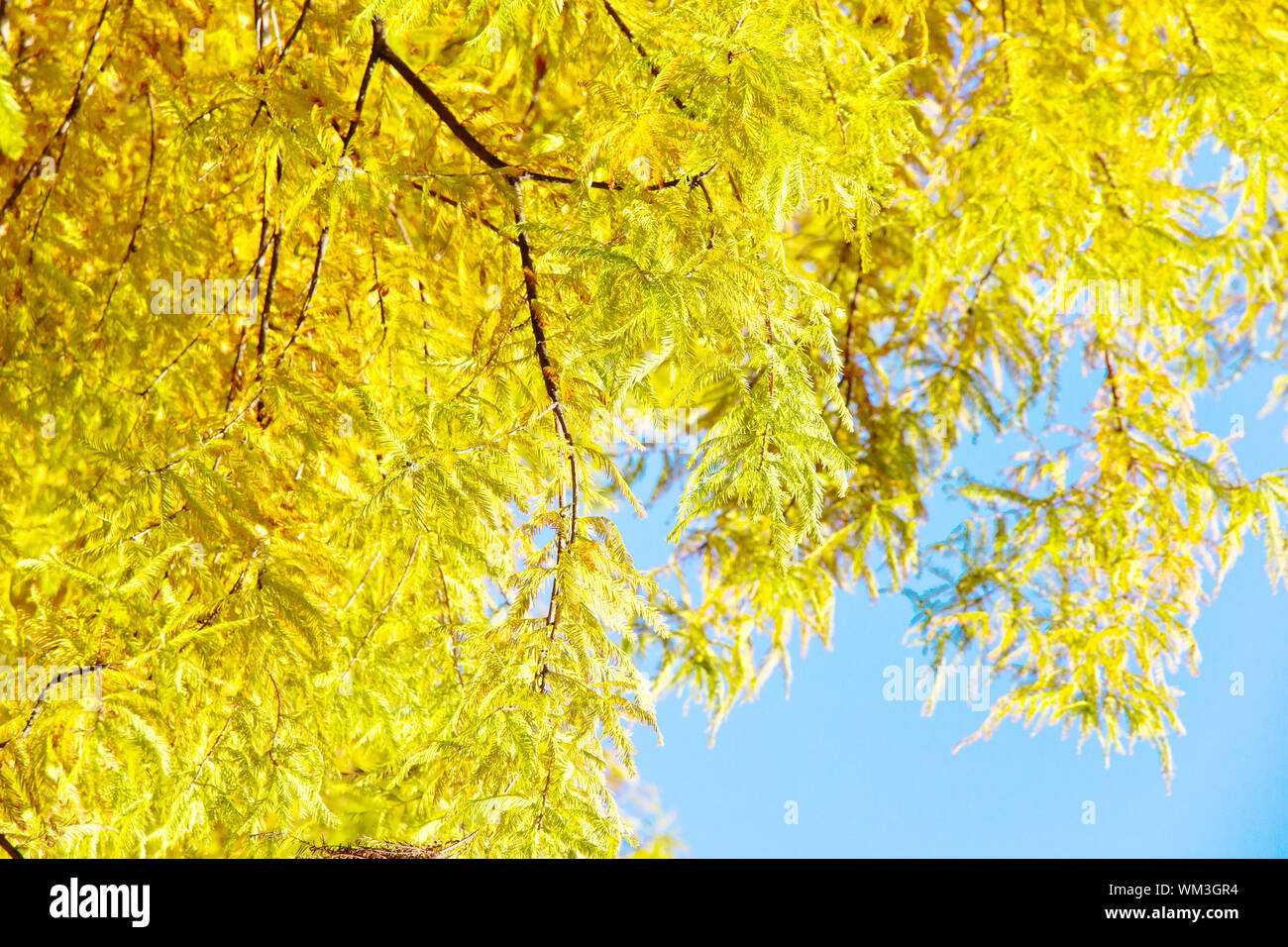 Bald colors hi-res stock photography and images - Alamy