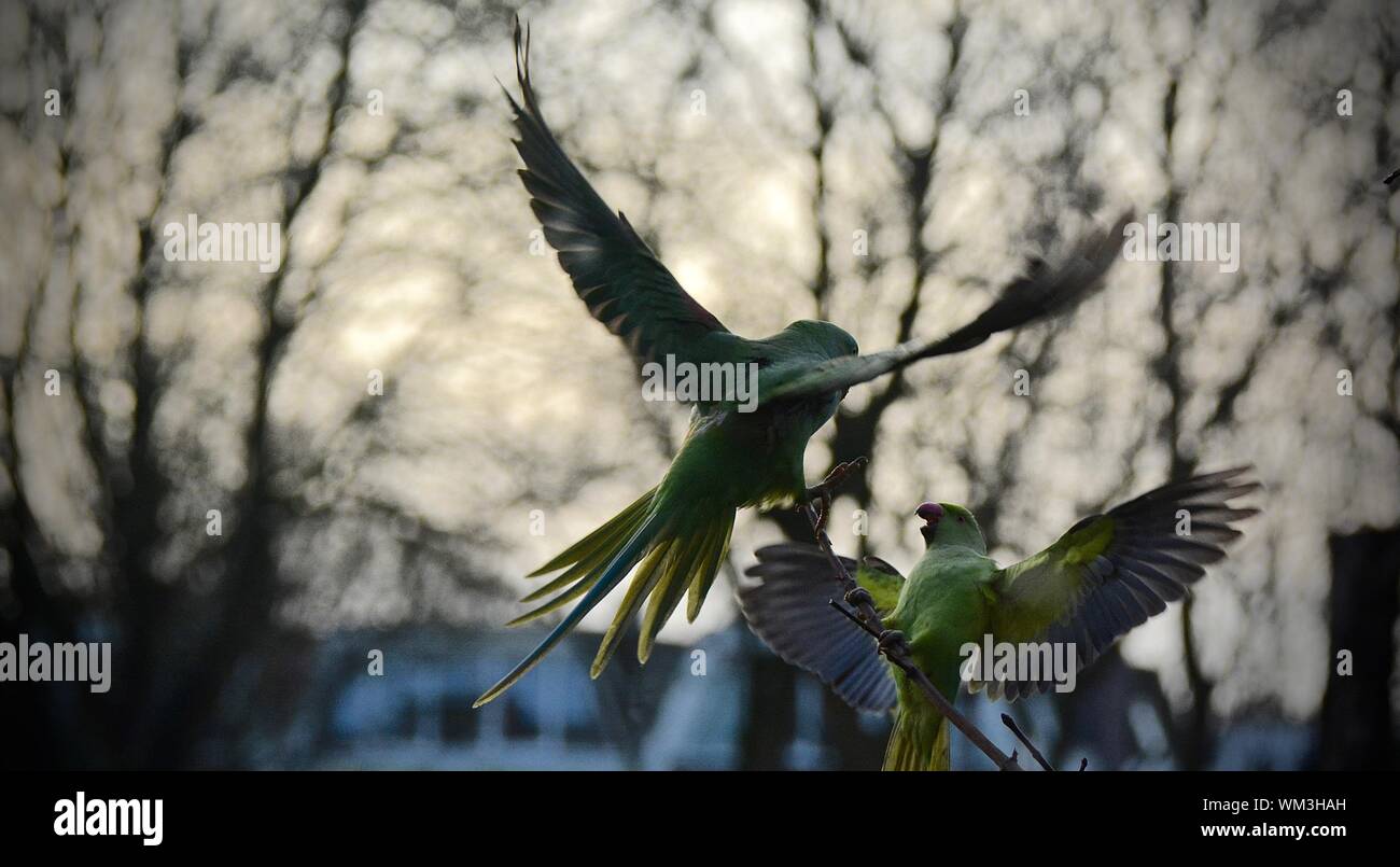 Flying parrots hi-res stock photography and images - Alamy