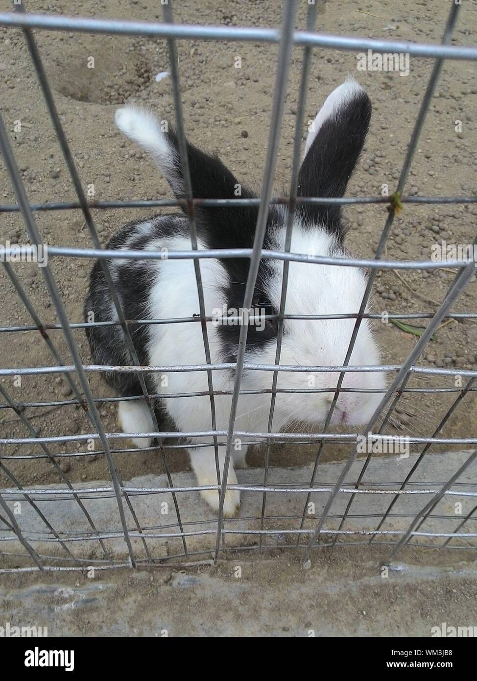 Black rabbit cage hi-res stock photography and images - Alamy